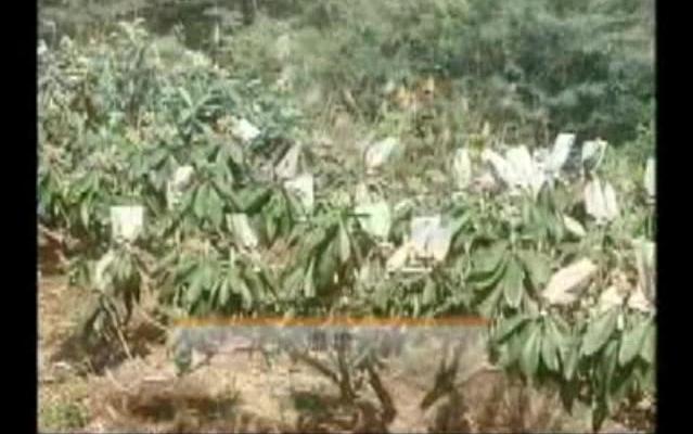 枇杷种植技术 枇杷栽培技术