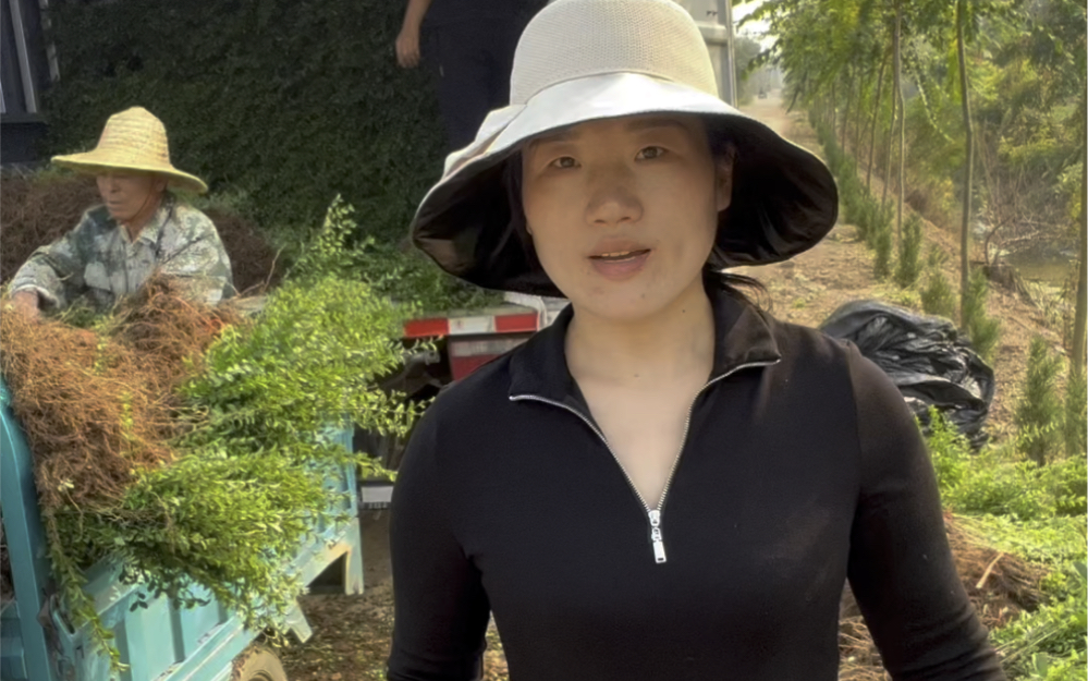 小叶女贞 小叶女贞毛球 小叶女贞苗 小叶女贞绿篱 小叶女贞种植基地 ...