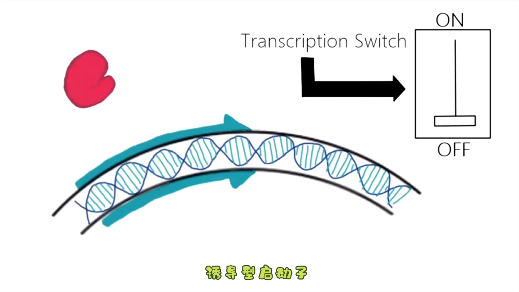 你不知道的启动子