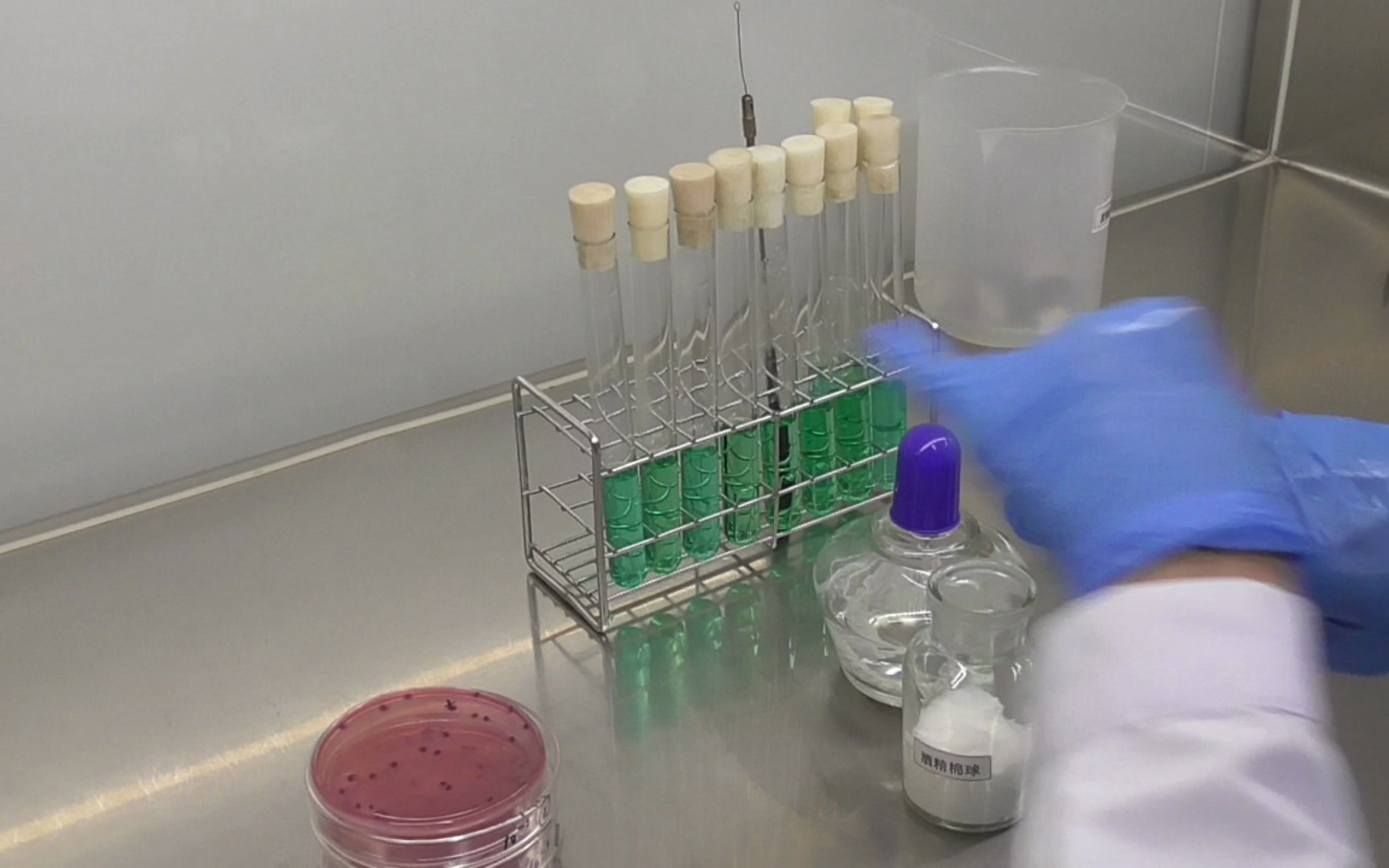 大肠菌群平板计数法———证实试验