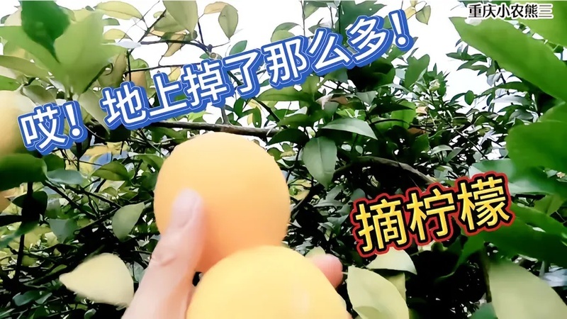 家里柠檬成熟了,来摘些回去做冰糖柠檬片