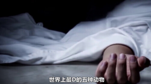 盘点世界上最毒的5种动物!只要轻轻一碰,就会立刻丧命?