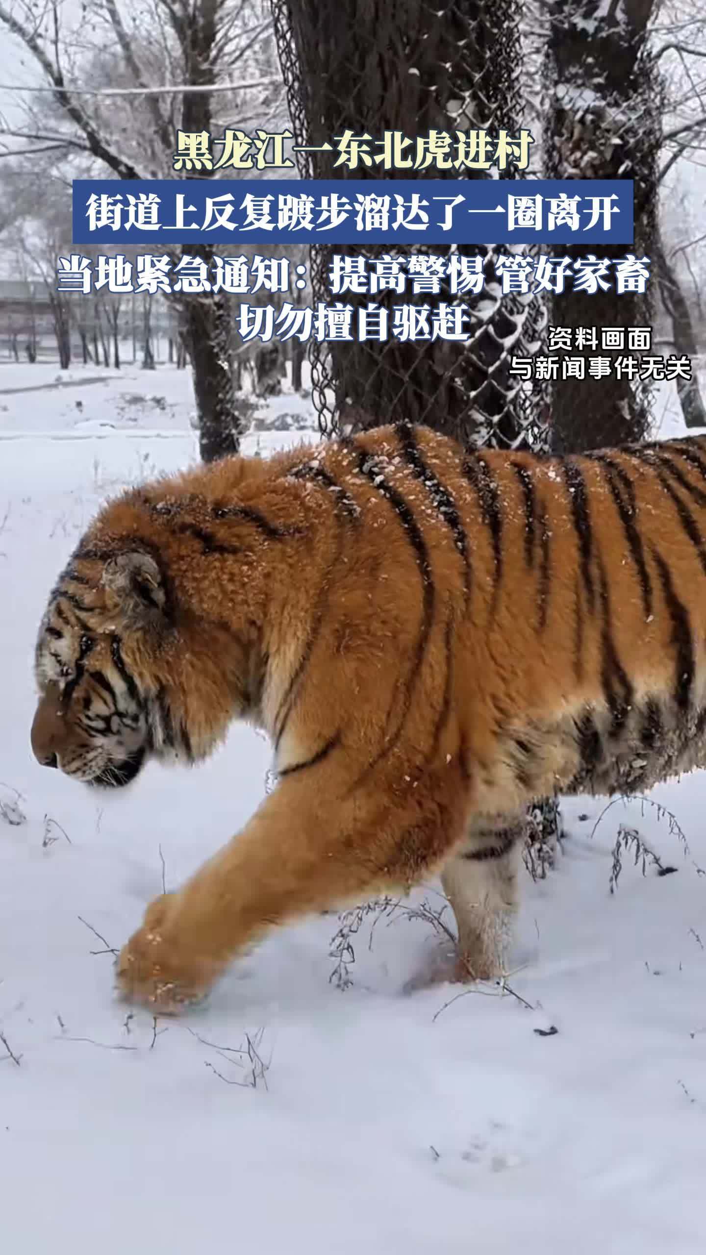 黑龙江一东北虎进村,街道上反复踱步溜达了一圈离开。