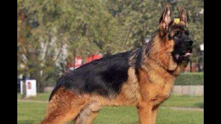 实拍 难得一见的激烈搏杀! 牧羊犬咬死野狼!