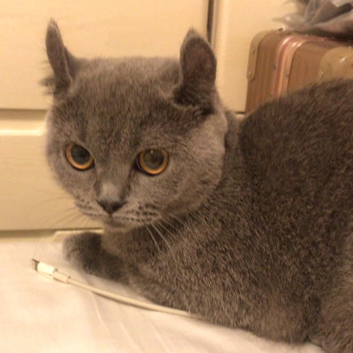 爱猫生活 