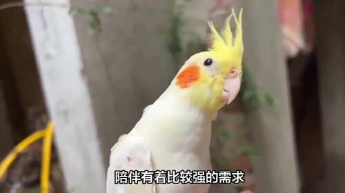 玄凤鹦鹉讨厌主人的表现有哪些?带你走进它们的情绪内心深处