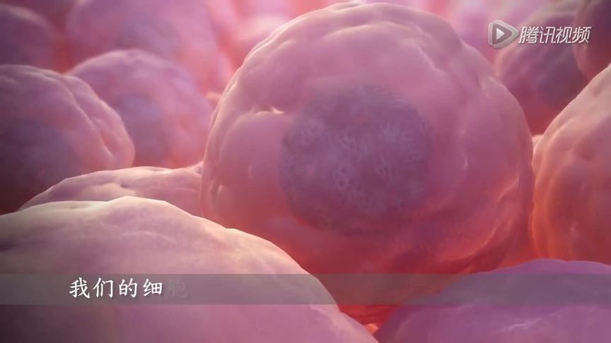 详细介绍干细胞(动画视频)