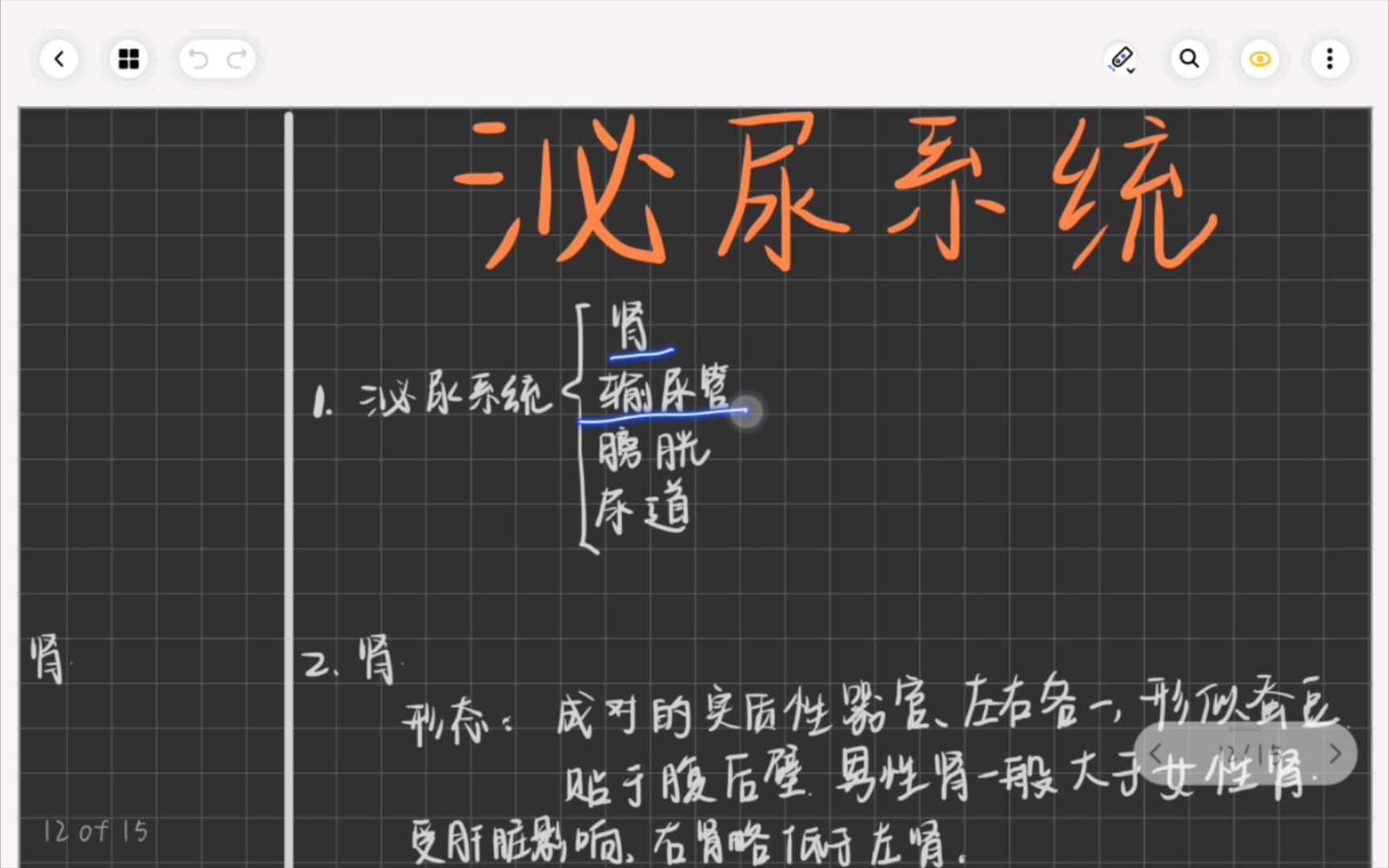 人体解剖学【4.泌尿系统】肾门/肾蒂/输尿管三狭窄/膀胱三角/输尿管间...