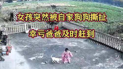 女孩突然被自家狗撕咬,幸运爸爸及时赶到
