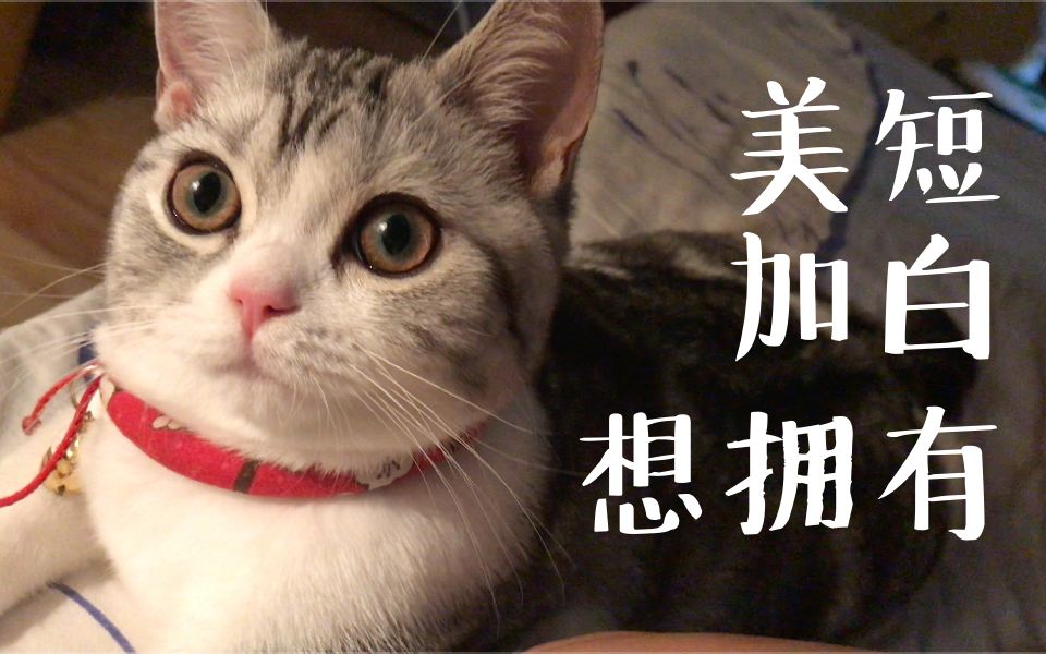 美短加白,比女朋友还会撒娇的品种 - VLOG#001 母猫Mia说话了!