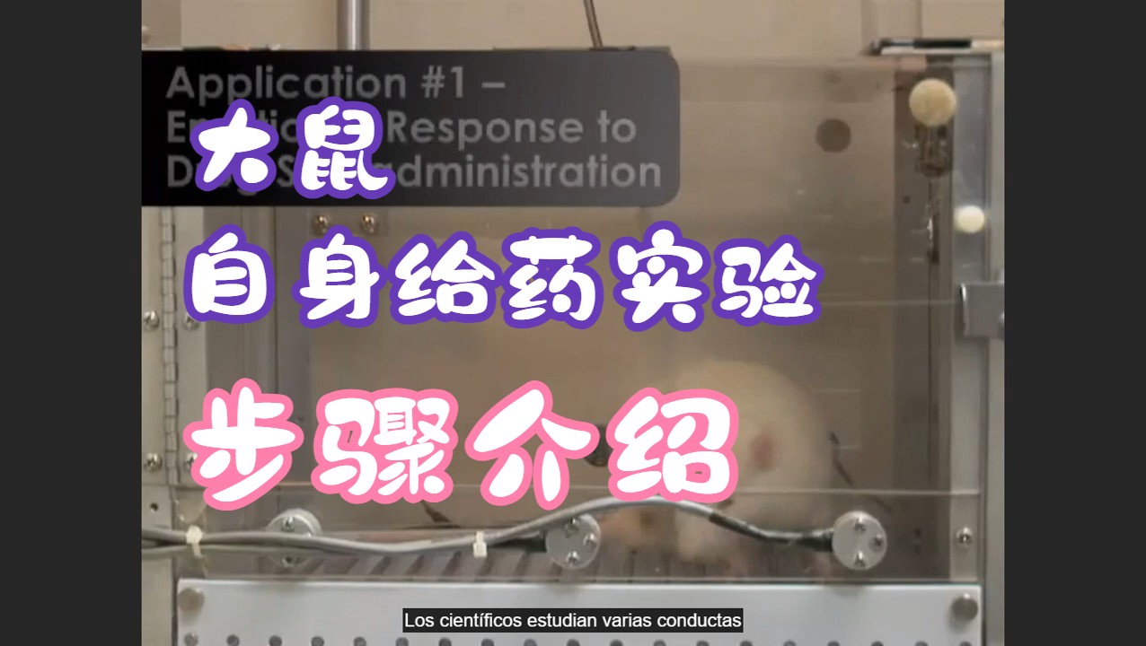 大鼠自身给药实验 Self-administration