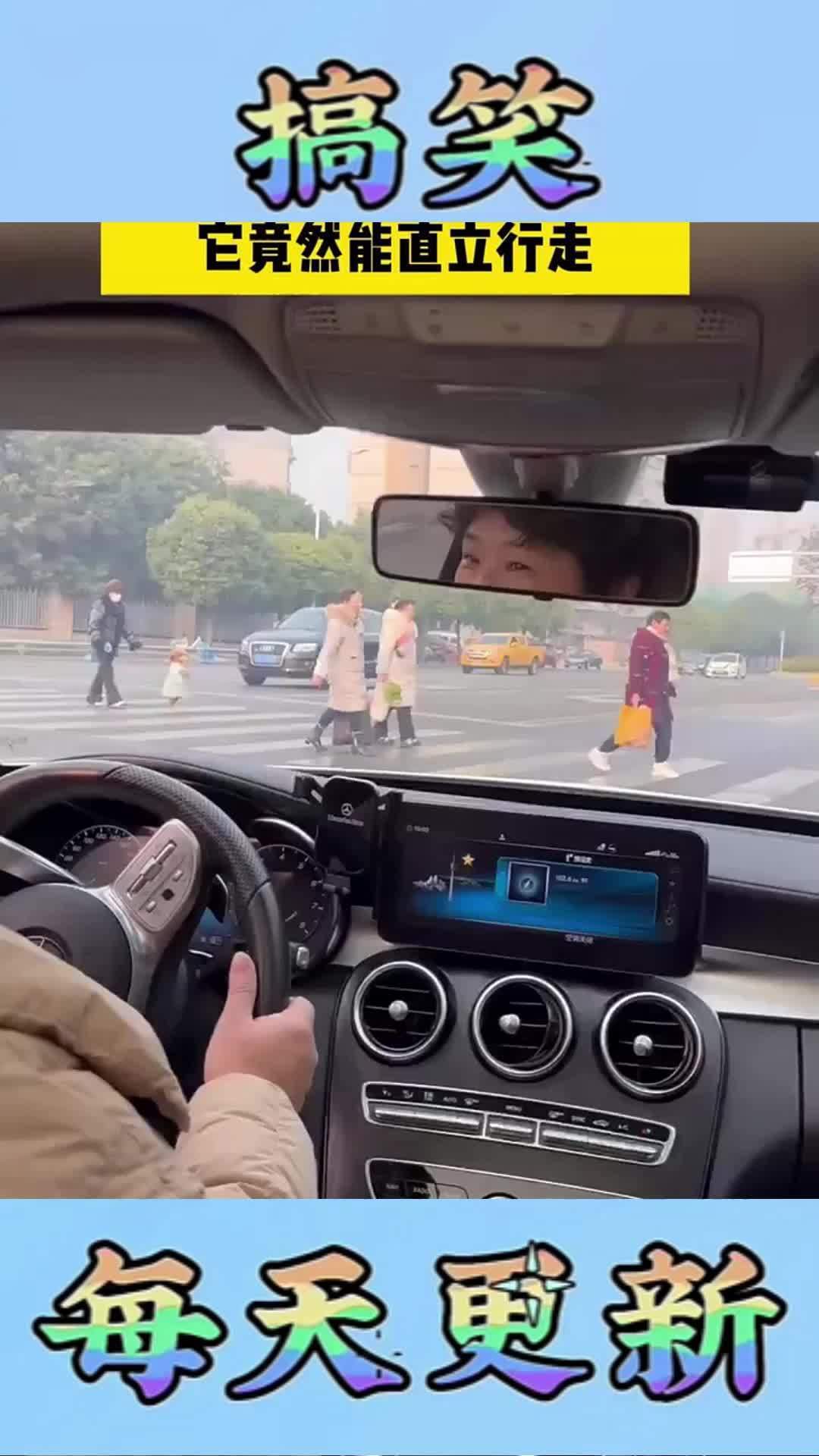 发现一直直立行走的小狗狗
