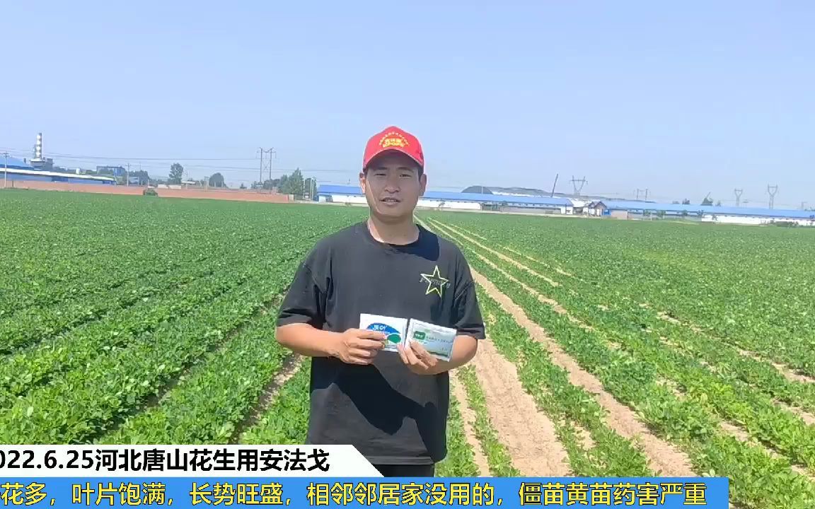 ...安法戈,开花多,叶片饱满,长势旺盛,相邻邻居家没用的,僵苗黄苗药害严重