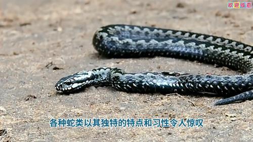 毒蛇实力排行榜:谁才是最强的攻击者?
