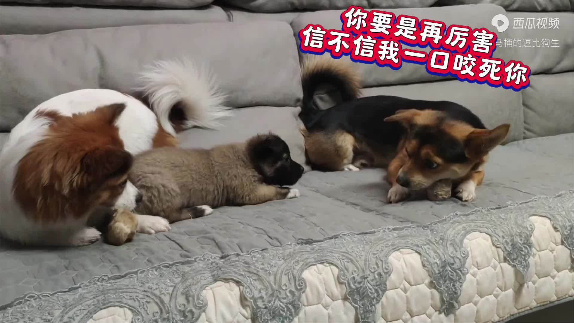 小奶狗和大狗吵架,奶凶奶凶的,大狗一发威小狗立马倒地耍赖