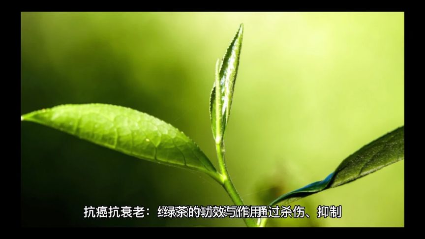 绿茶的作用与功效