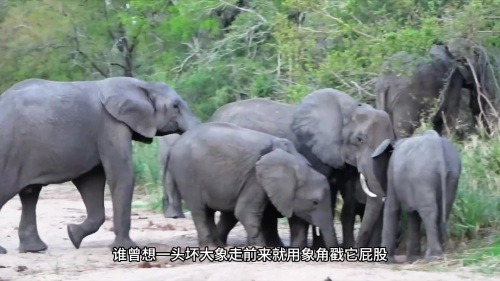 母象愤怒报复坏大象,象角惩罚令场面惊心动魄,真是痛快!