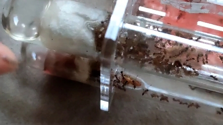 伊大头蚁试管巢没水了,该怎样加水?新手求大佬解答。