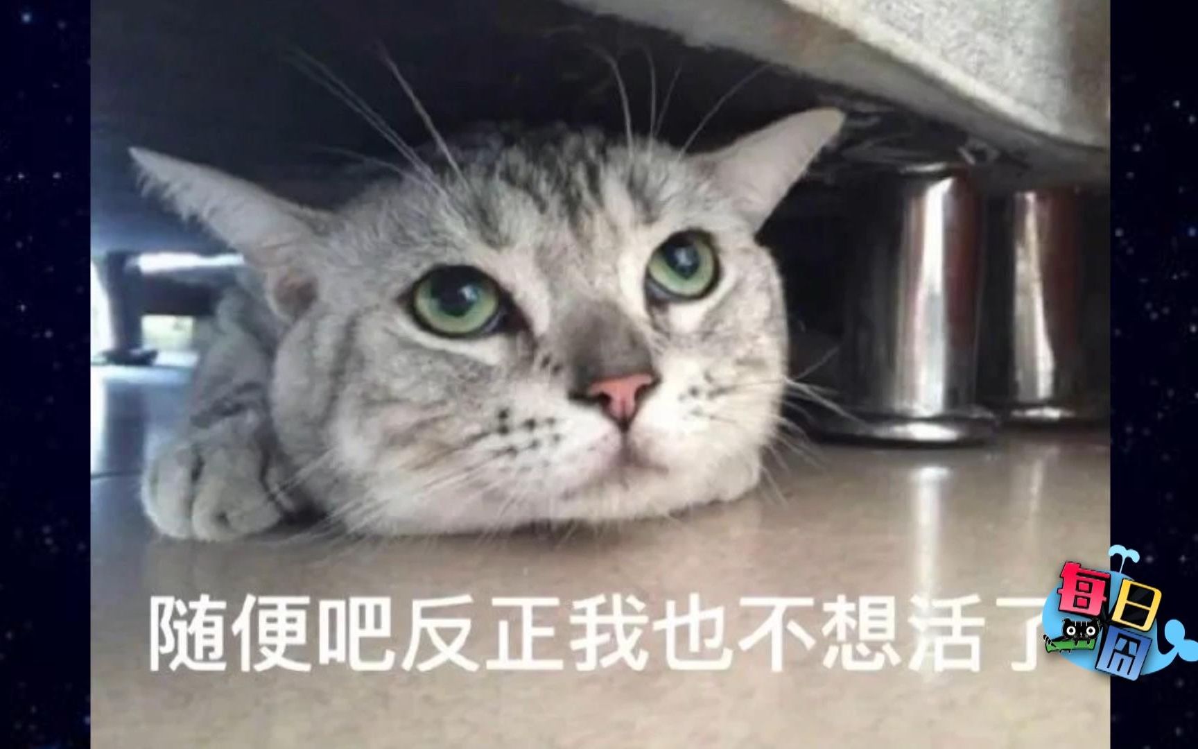 【每日一囧】如果猫咪会发朋友圈,大概是这样的.