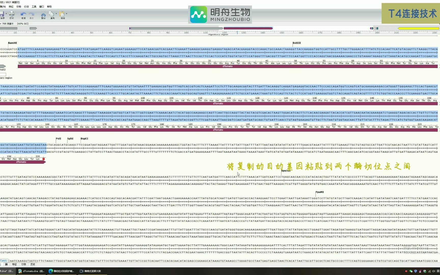 DNA重组技术:根据CDS区序列设计引物