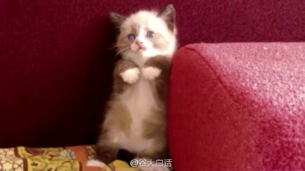 【大下巴今夜秀】超萌动物模仿人行为【Copycats"有样学样"】