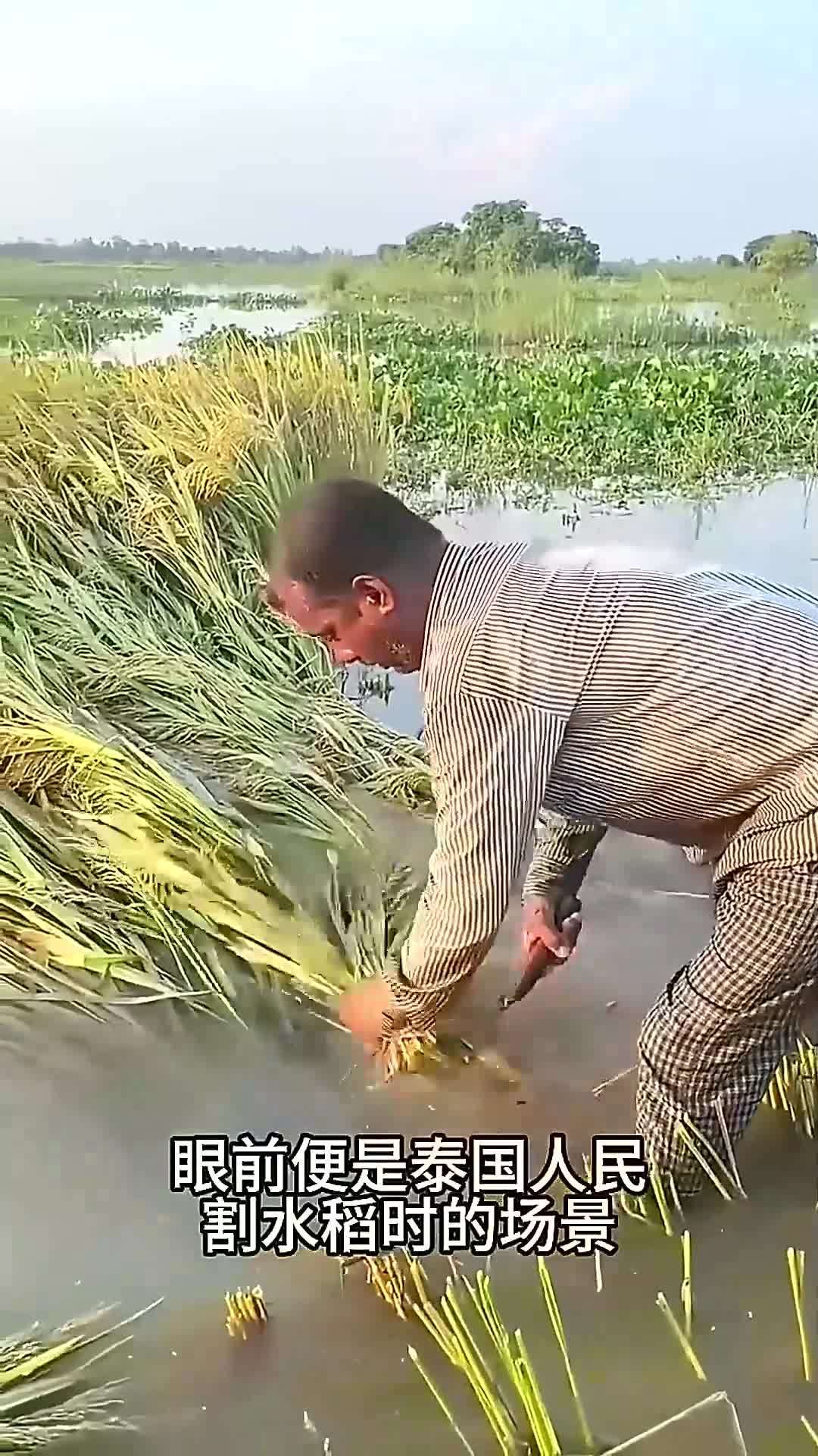 这样收割水稻你见过吗