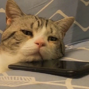 人生得意休尽欢 