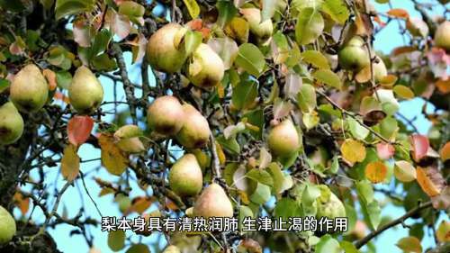 2368.梨和什么煮止咳化痰效果好