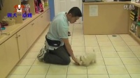 训狗教程 怎么训练狗狗在固定的地方大小便