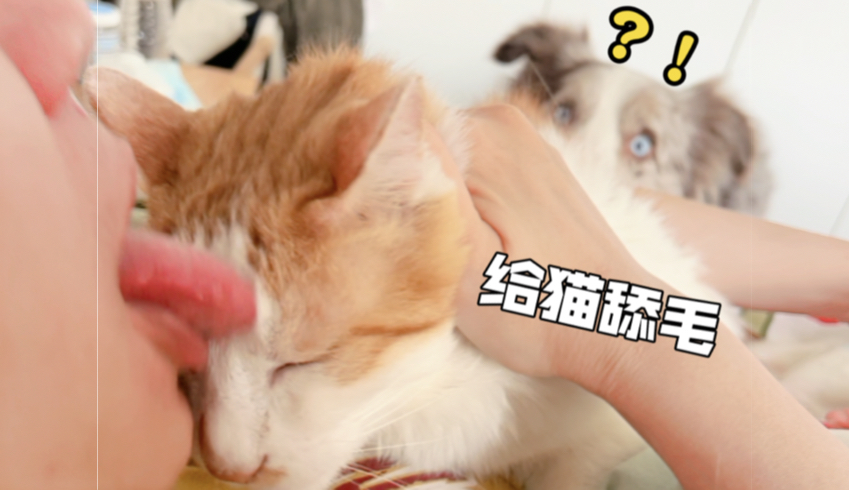养猫到最后多少有点变态?!