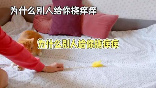 自己挠痒痒没感觉,别人一挠就痒得厉害?原来是这样!