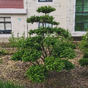 宝物黄杨树 
