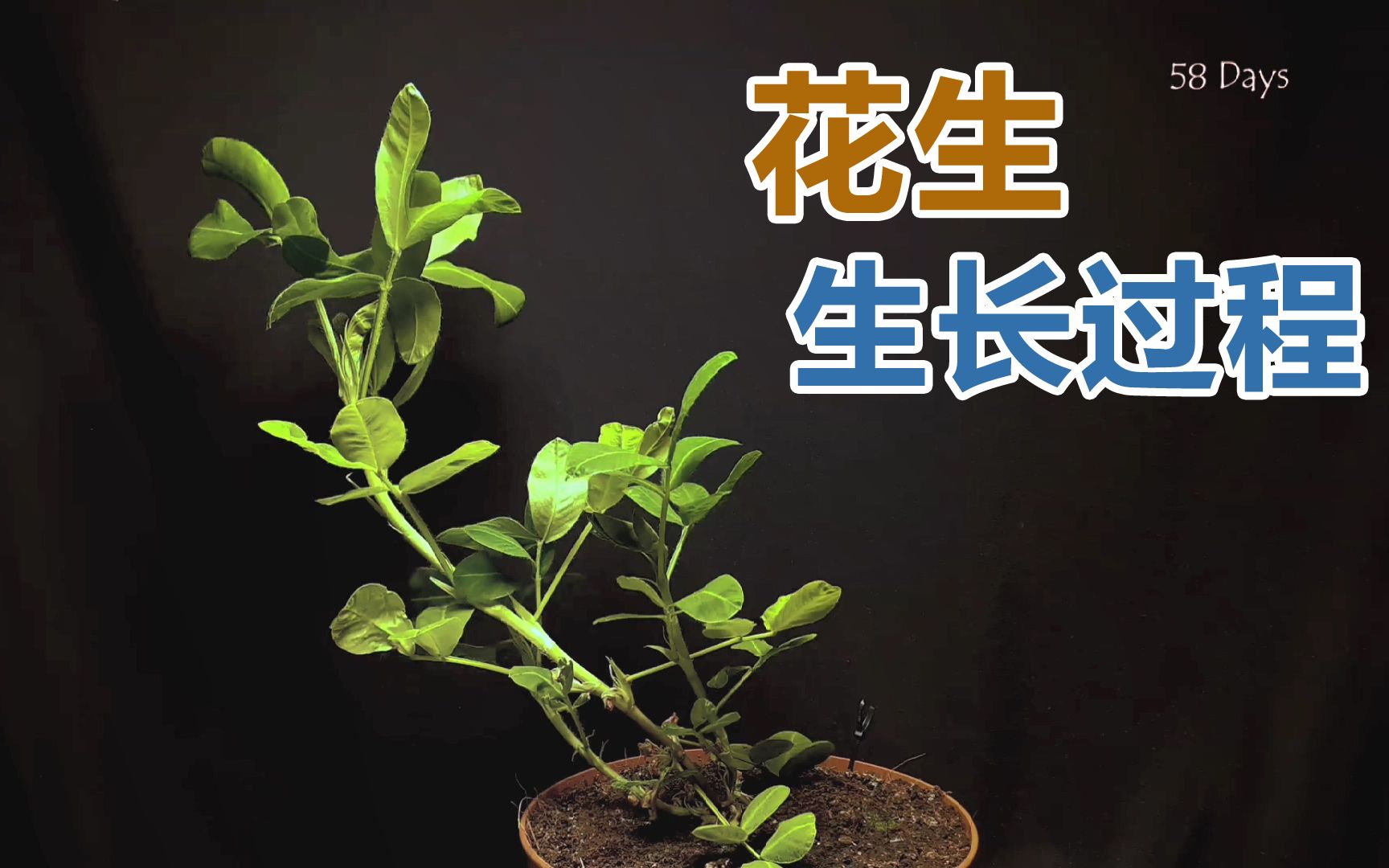 原来生花生可以直接放土里种植的,太奇妙了!