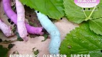 微型农场 彩蚕 彩色蚕宝宝 黑蚕 斑马蚕