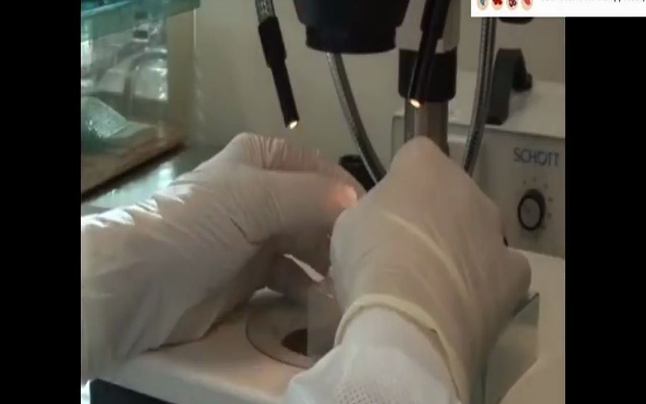 【动物实验造模】视神经挤压伤小鼠模型