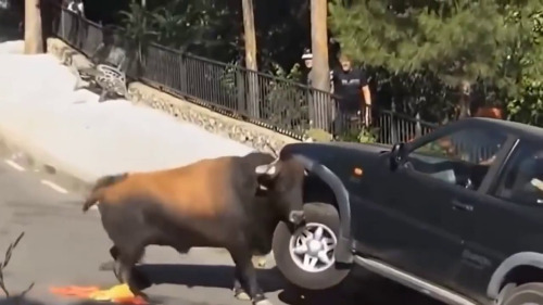 游客行驶在野外,偶遇一头发狂的黄牛,下一秒悲剧了!