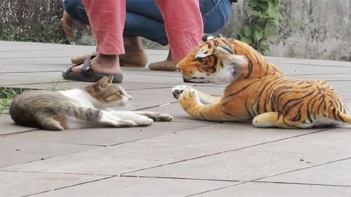 猫咪害怕老虎?男子用“假老虎”测试,表现太差了