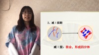 减数分裂和受精作用