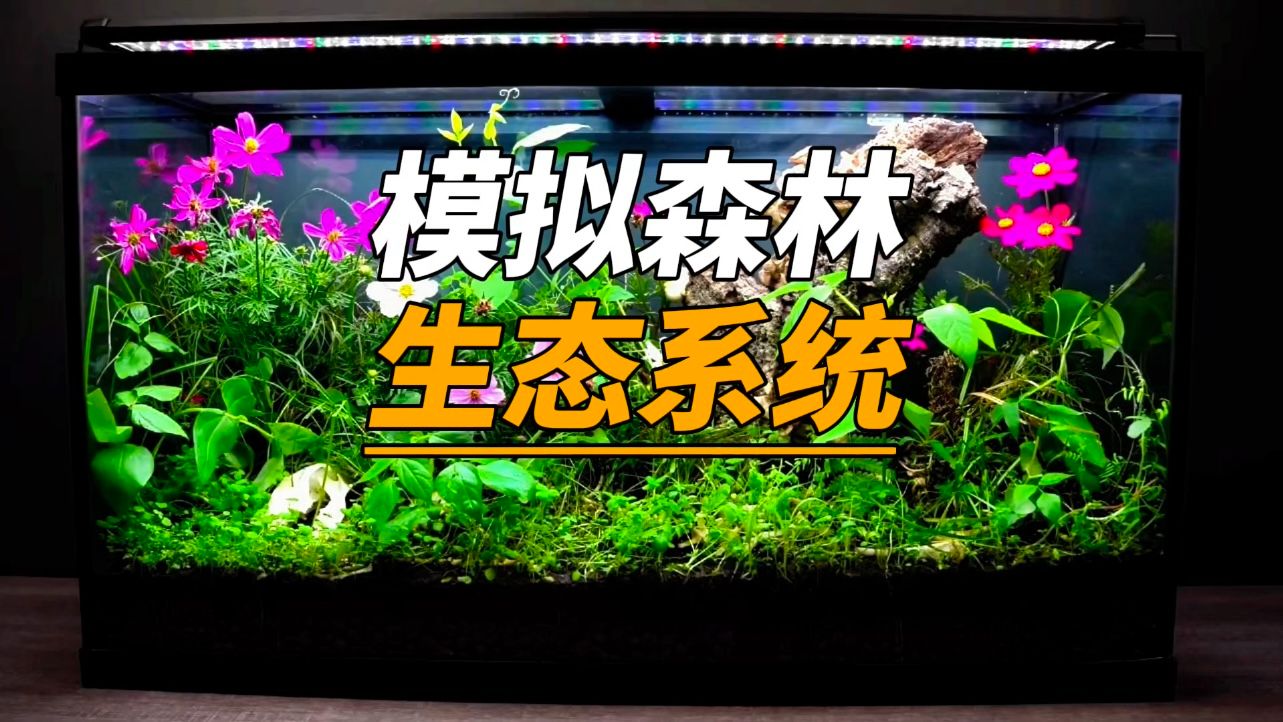 上帝模拟器:94天的森林生态系统!