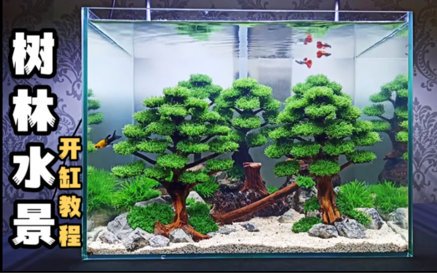 树林水景开缸教程-莫斯树制作