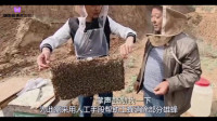 南方中蜂饲养过程中的雄蜂管理方法,不知道可能就育不到好蜂王