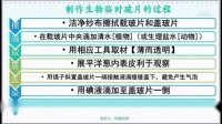 洋葱鳞片叶内表皮细胞的观察