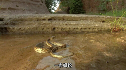 动物世界:无意路过的蟒蛇,难逃蚁群的疯狂制裁