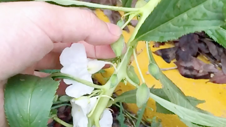 凤仙花果实炸开的瞬间,小时候的记忆。你玩过吗?