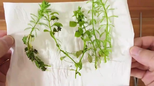 轻松DIY生态瓶,秒变养宠小达人