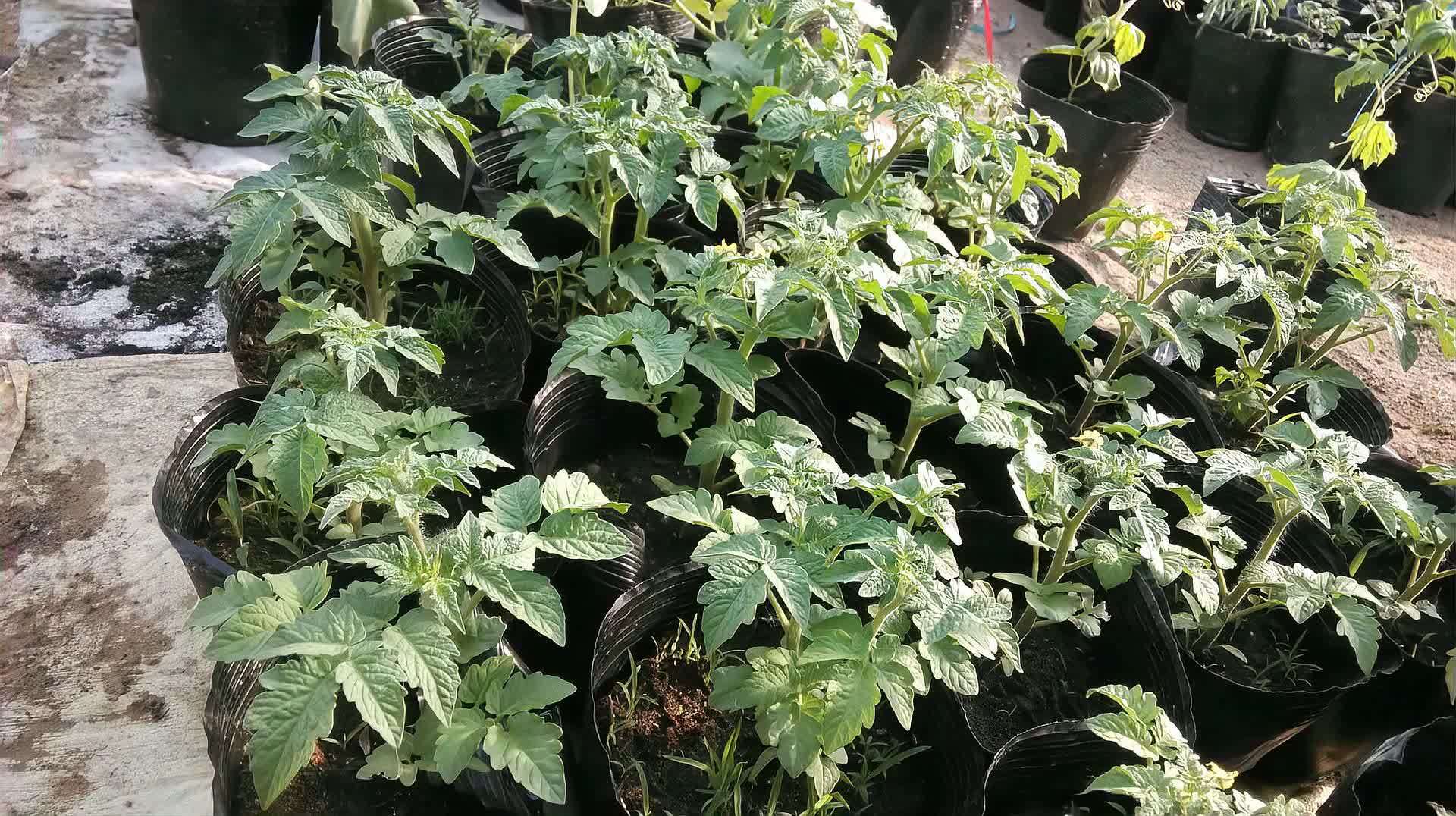 番茄苗移栽,这招最灵,棵棵都成活,番茄多到吃不完