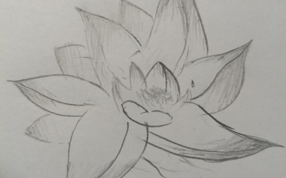 荷花-铅笔画