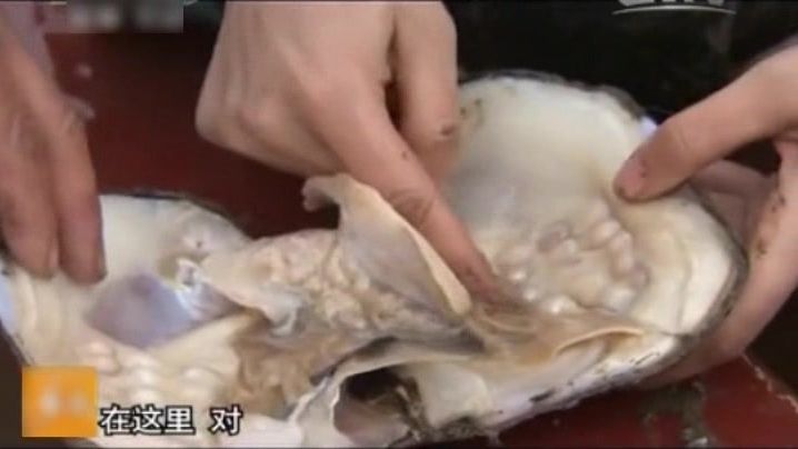 渔民破开生长6年珍珠蚌取珍珠,剥开后,惊喜不断!