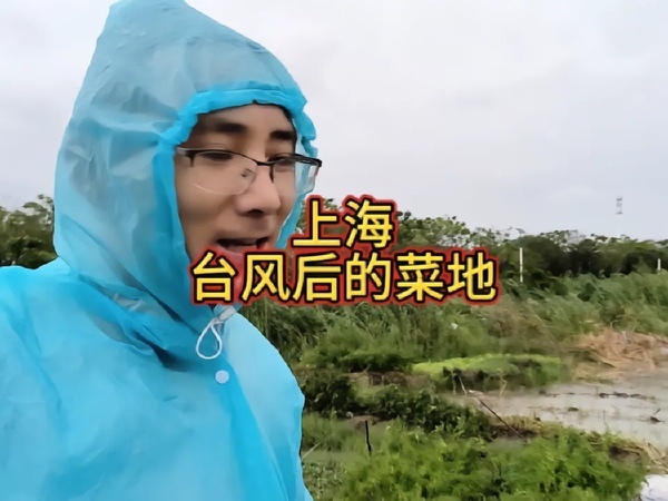 听说上海这次台风级别很强,赶紧到菜地看看菜地菜怎么样了