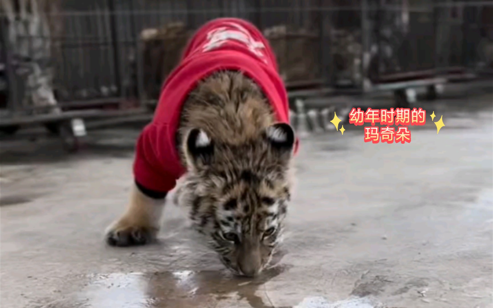 玛奇朵的笑容(笑挺好,下次别笑了)